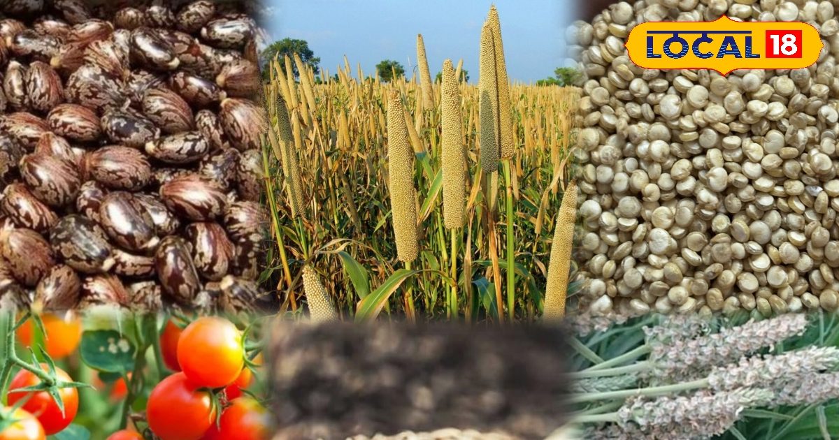Jalore Agriculture Hotspot | Rajasthan High Cash Crops | Jalore Farming ...