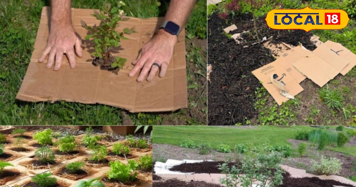 Cardboard Gardening Tips | Weed Control with Cardboard | Improve Soil ...