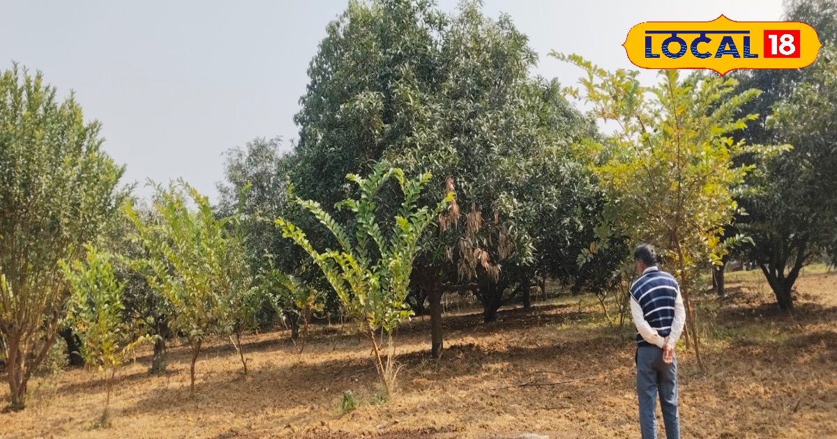 mango gardening intercropping double profit seasonal crops - News18 हिंदी