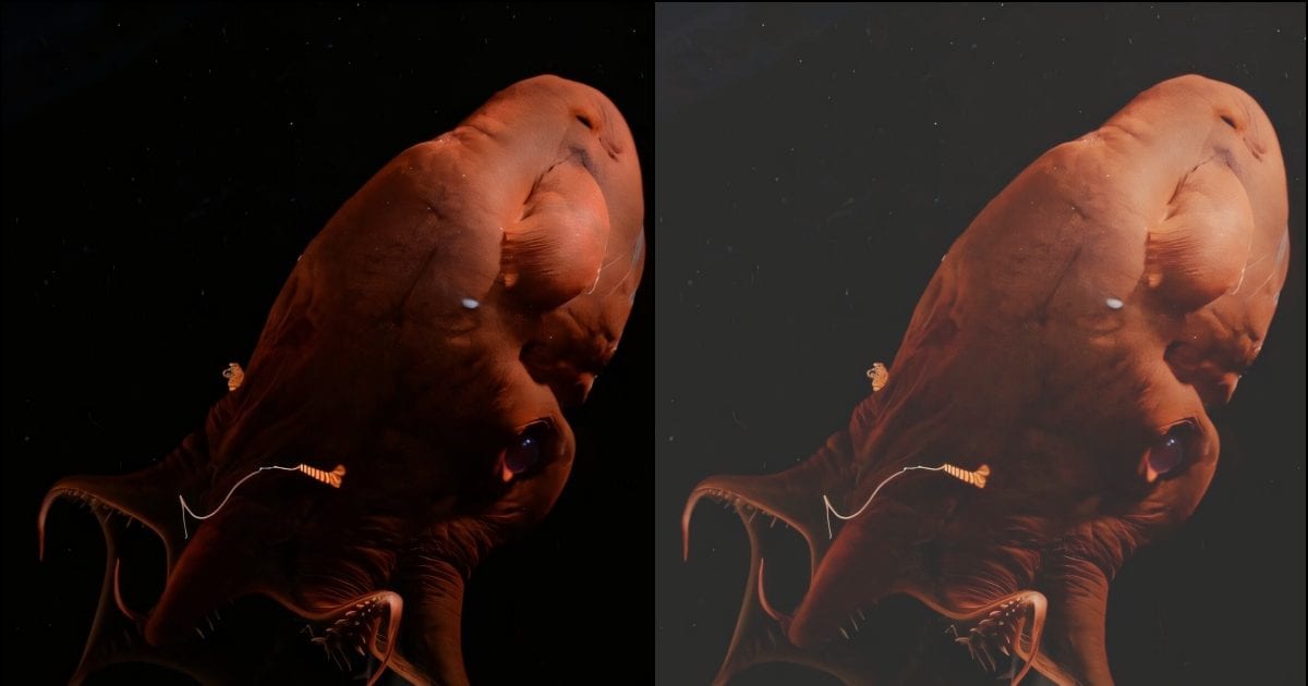 Science News Today in Hindi: Modern Octopuses Evolved From Squid Like ...