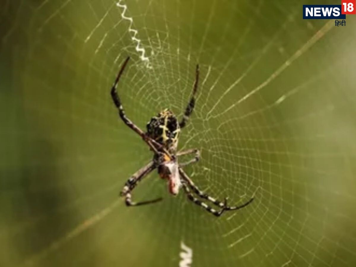Home remedies to remove spiders and cobwebs | makdi ka jala kaise ...