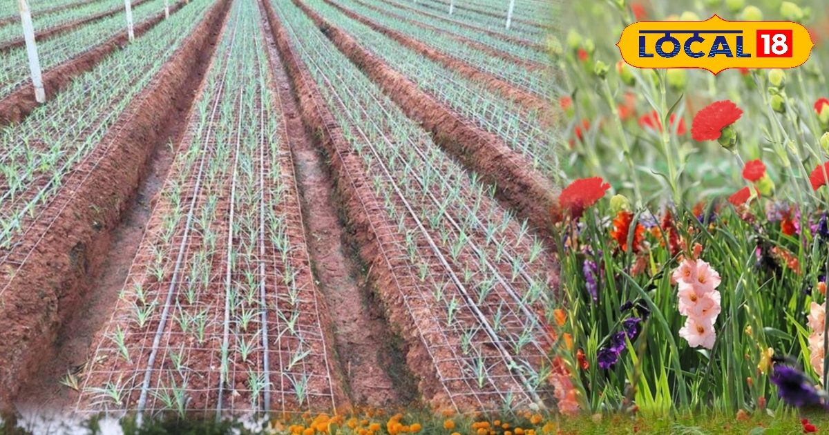 रबी सीजन में फूलों की खेती से बढ़ी किसानों की आमदनी | Flower Farming in ...