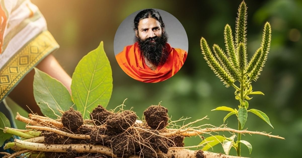 Natural remedy for tooth pain। दांत दर्द का घरेलू उपाय - News18 हिंदी