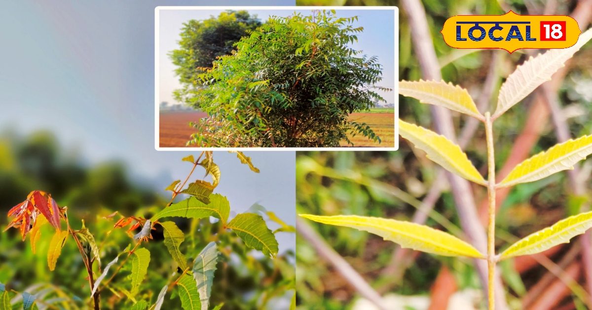 Neem Health Benefits in Winter | Bharatpur Local Ayurvedic Tips ...