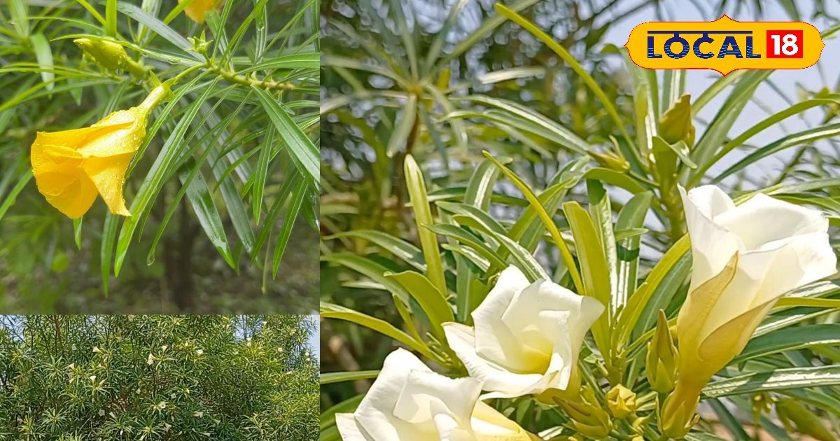 Kaner Flower Plant Care Guide for Beautiful Garden - News18 हिंदी
