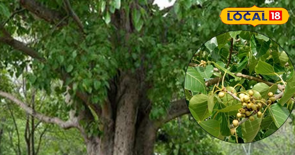 Peepal Tree Benefits: A Sacred Plant that Cures Diabetes and Removes ...
