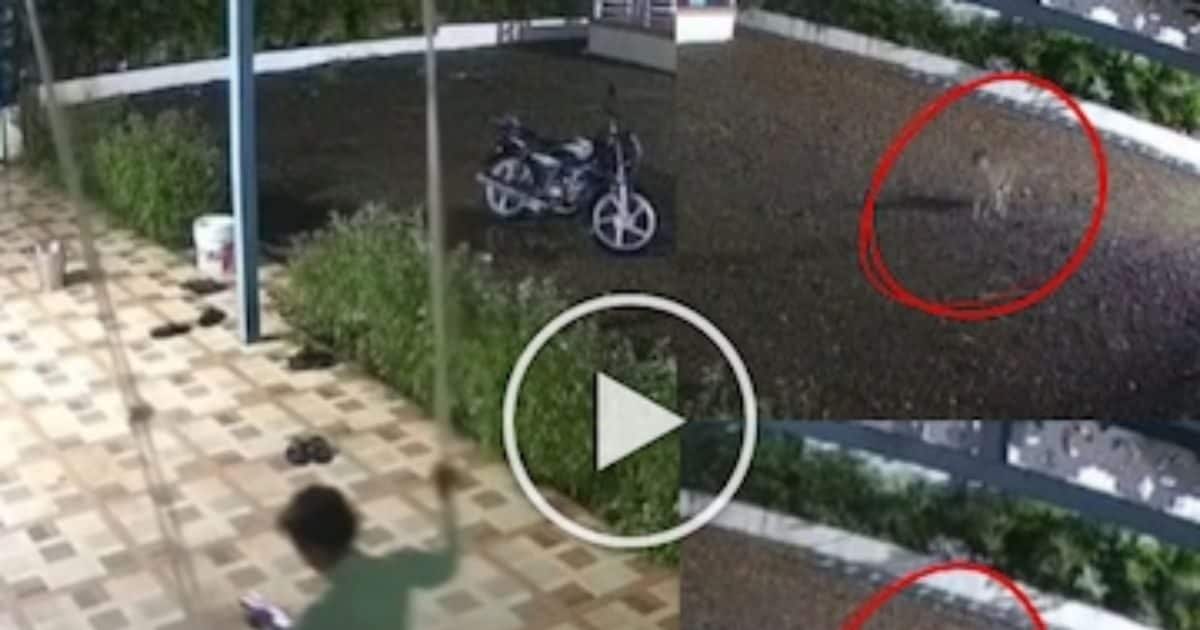 Pune Leopard Attack | Pune Leopard Attack Viral Video- झूले पर खेल रहा ...