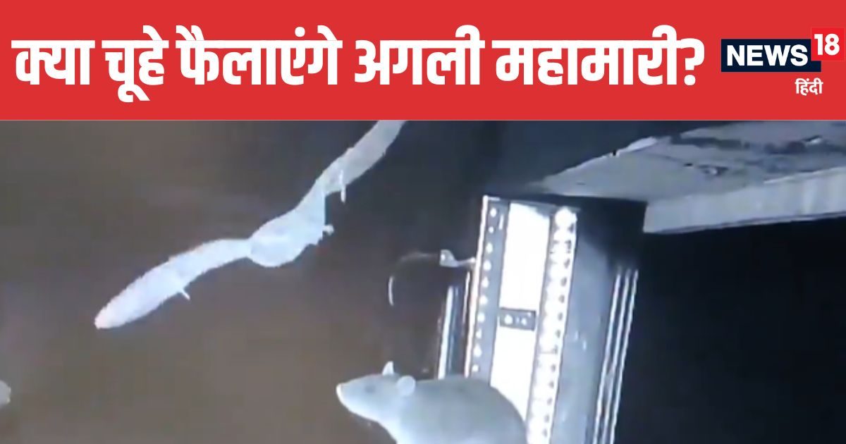 Rats Hunting Flying Bats Raises Pandemic Concerns | जर्मनी में चूहे कर ...