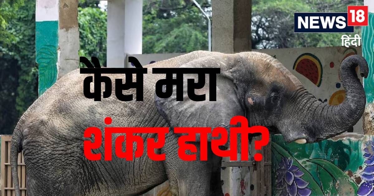 दिल्ली जू में अचानक कैसे हुई शंकर हाथी की मौत? अब हुआ खुलासा, भारत का ...