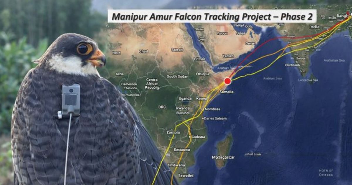 Amur Falcon Bird: अमूर फाल्कन की रिकॉर्ड यात्रा: मणिपुर से अफ्रीका तक ...