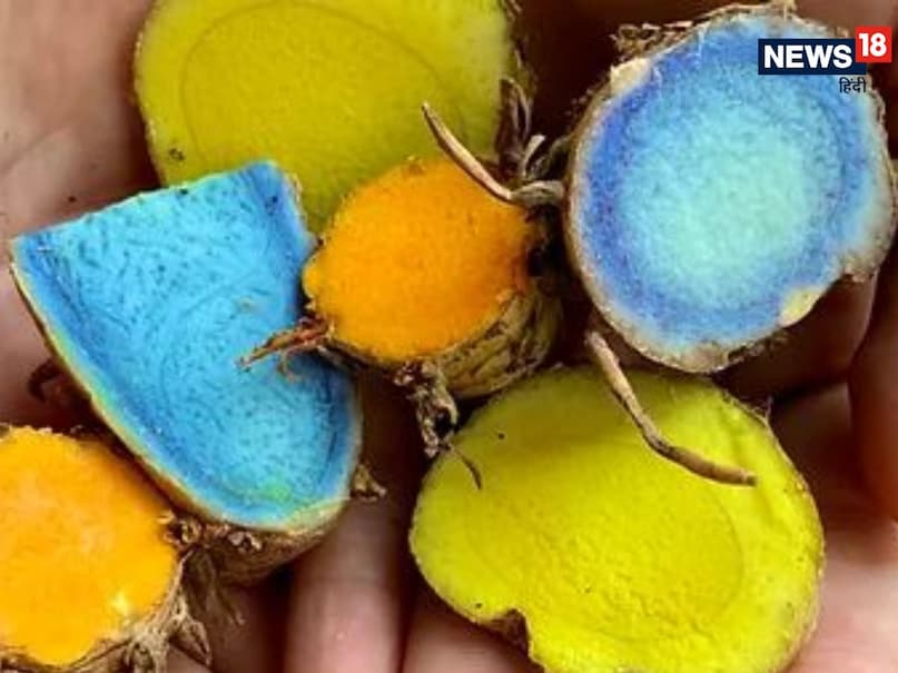 संसद के विंटर सेशन में प्रियंका गांधी ने किया ‘ब्लू हल्दी’ का जिक्र ...