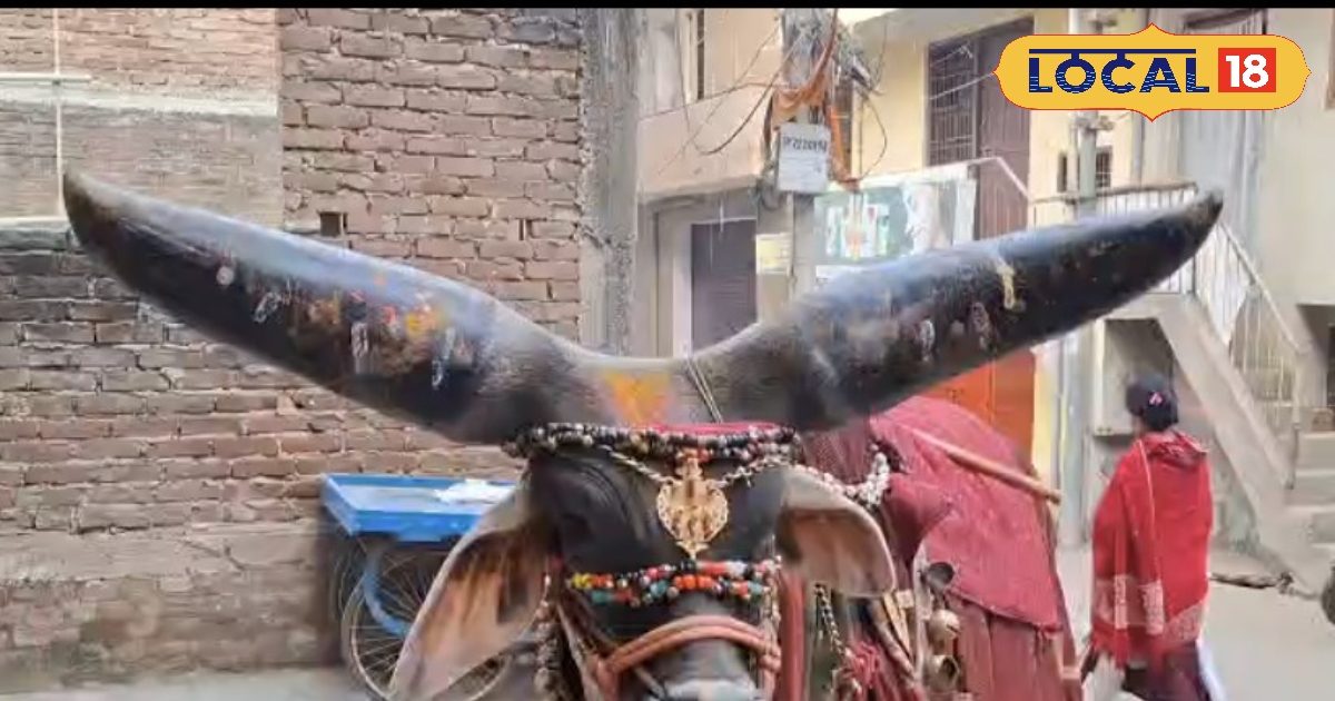 nandi bull 60kg horns nashik to ara crowd of devotees - News18 हिंदी