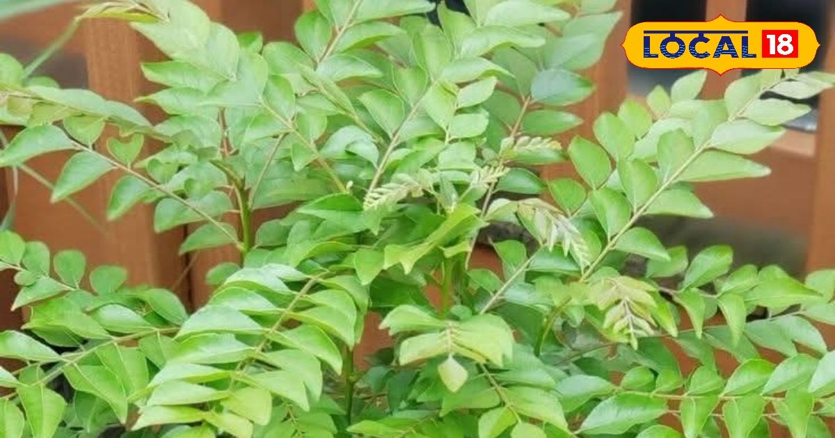 Sweet Neem Benefits | Meetha Neem Planting Tips | Kitchen Garden ...