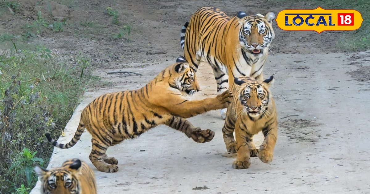 Sariska Tigress ST-30 | Sariska Tiger Reserve News | ST-30 Cubs Update | Tehla Range Tiger ...