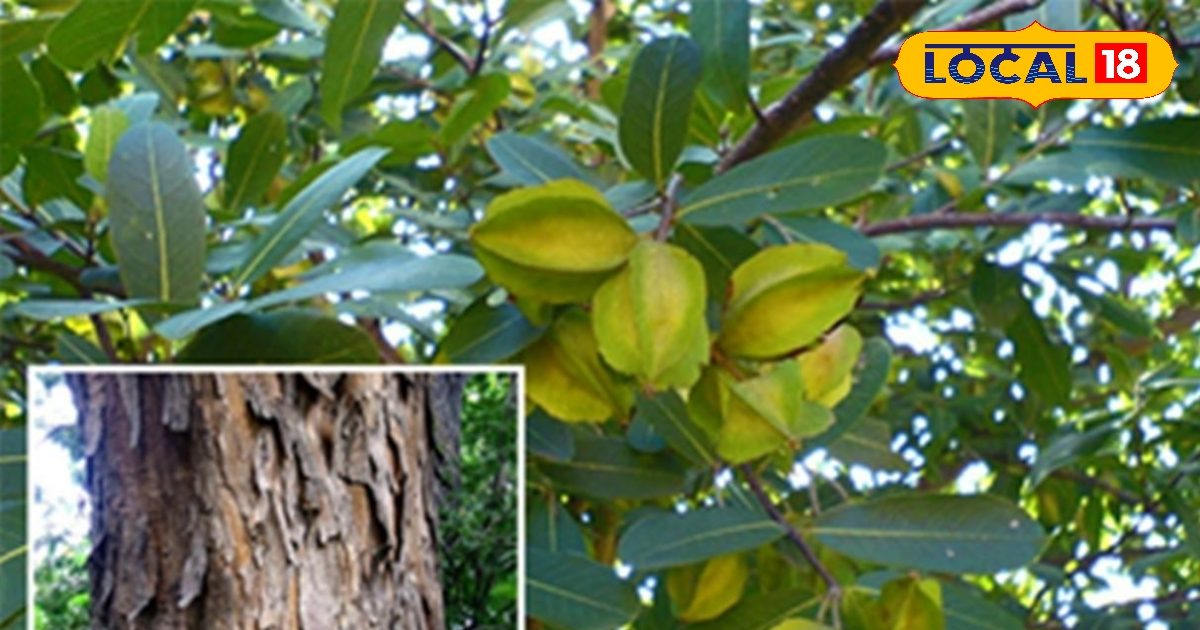 अर्जुन के पत्ते और फल के फायदे | Arjun Tree Leaves & Fruits Benefits in ...