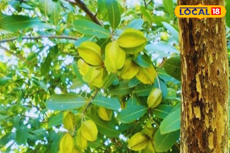 अर्जुन के पत्ते और फल के फायदे | Arjun Tree Leaves & Fruits Benefits in ...