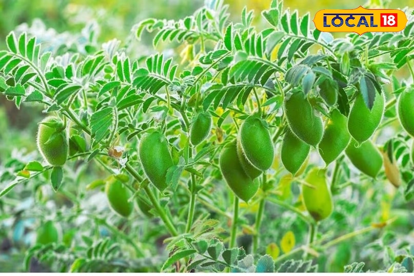 Chana Crop Tips | Chickpea Disease Control | Agriculture Tips for ...