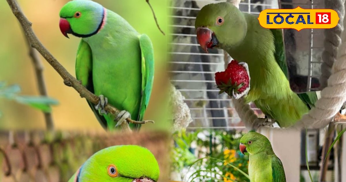 Parrot Winter Care Tips | Cold Weather Parrot Health | Pet Bird Care ...