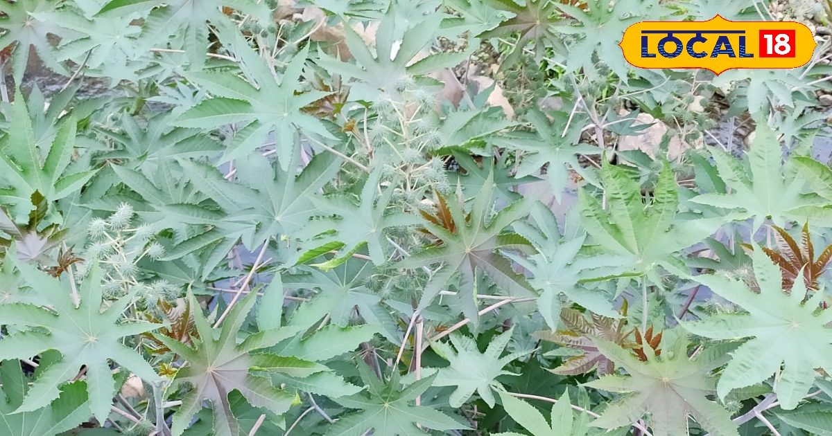 Medicinal Plants Farming | Horticulture Benefits | Barren Land ...