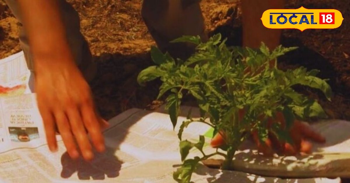 Newspaper Gardening Tips | Organic Gardening | home gardening ideas ...