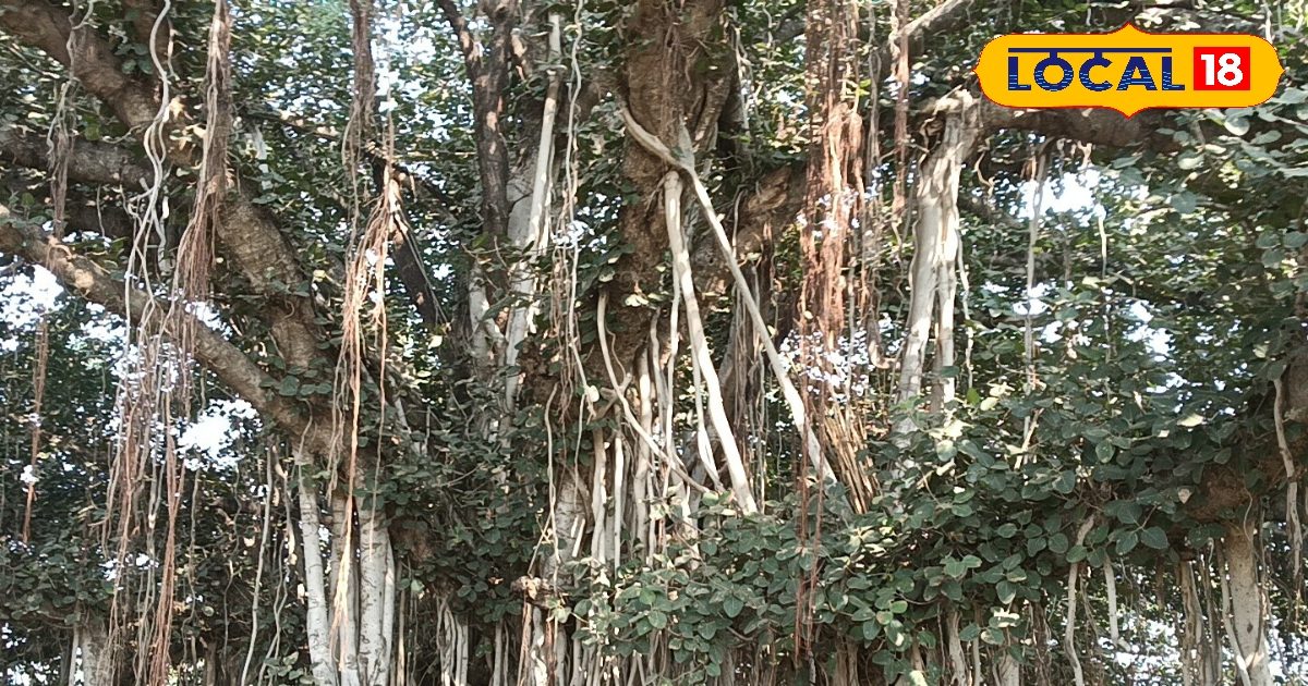 Aurangabad 500 year old Bargad in Bihar gets heritage tree status ...
