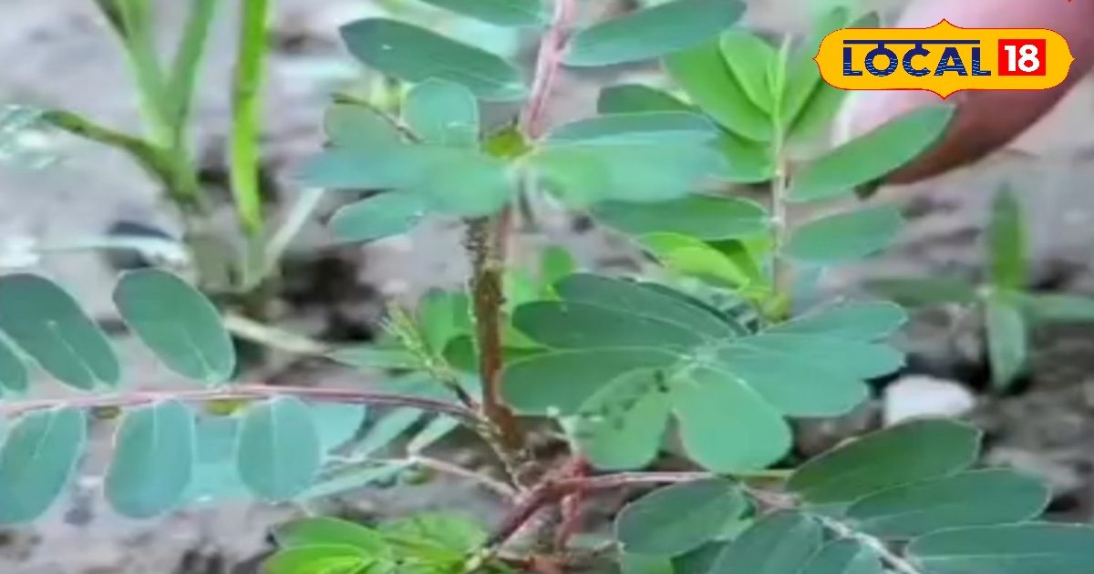 Bhoomi Amla is a panacea for everything from liver to stones, Ayurveda ...