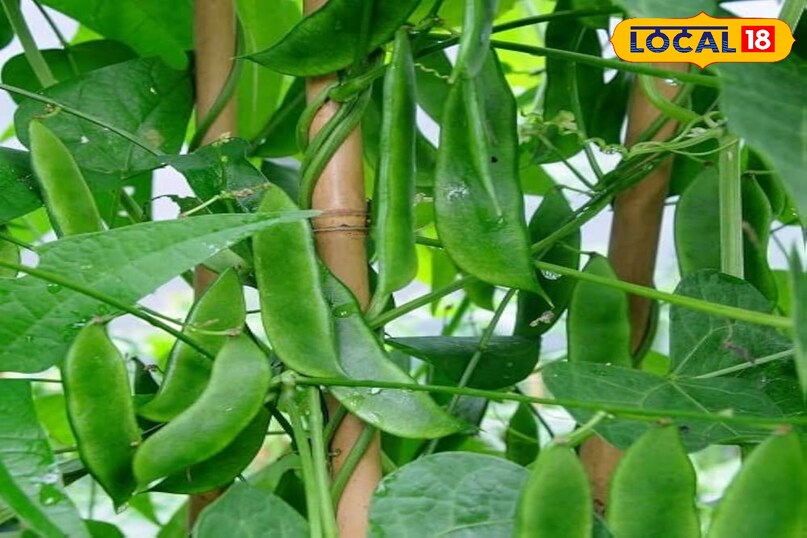 How to Grow Broad Beans at Home . Winter Vegetable - News18 हिंदी