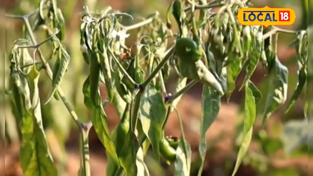 मिर्च की फसल पर विल्ट रोग का खतरा, वैज्ञानिक ने बताया बचाव का तरीका ...