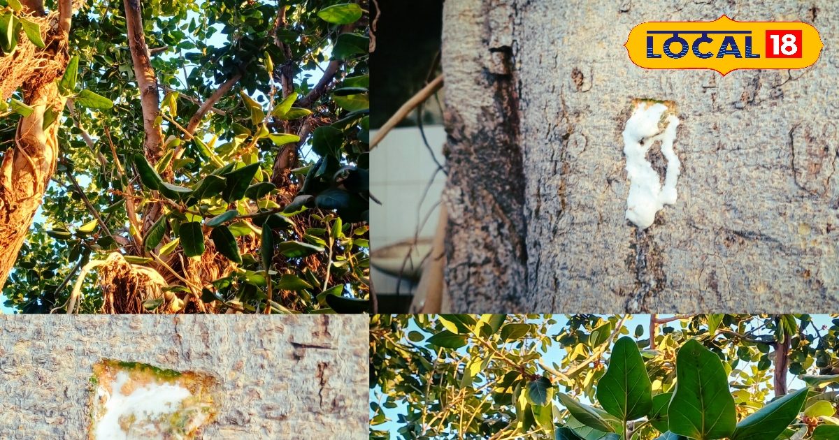 Benefits of Banyan Tree Milk for Skin Diseases and Boils: Home Remedies ...