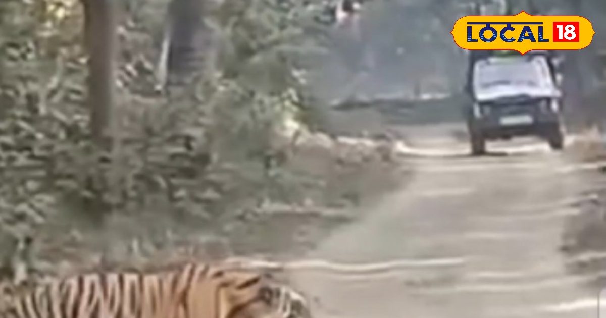 A tiger was spotted by tourists sitting on a tree in the Kishanpur ...