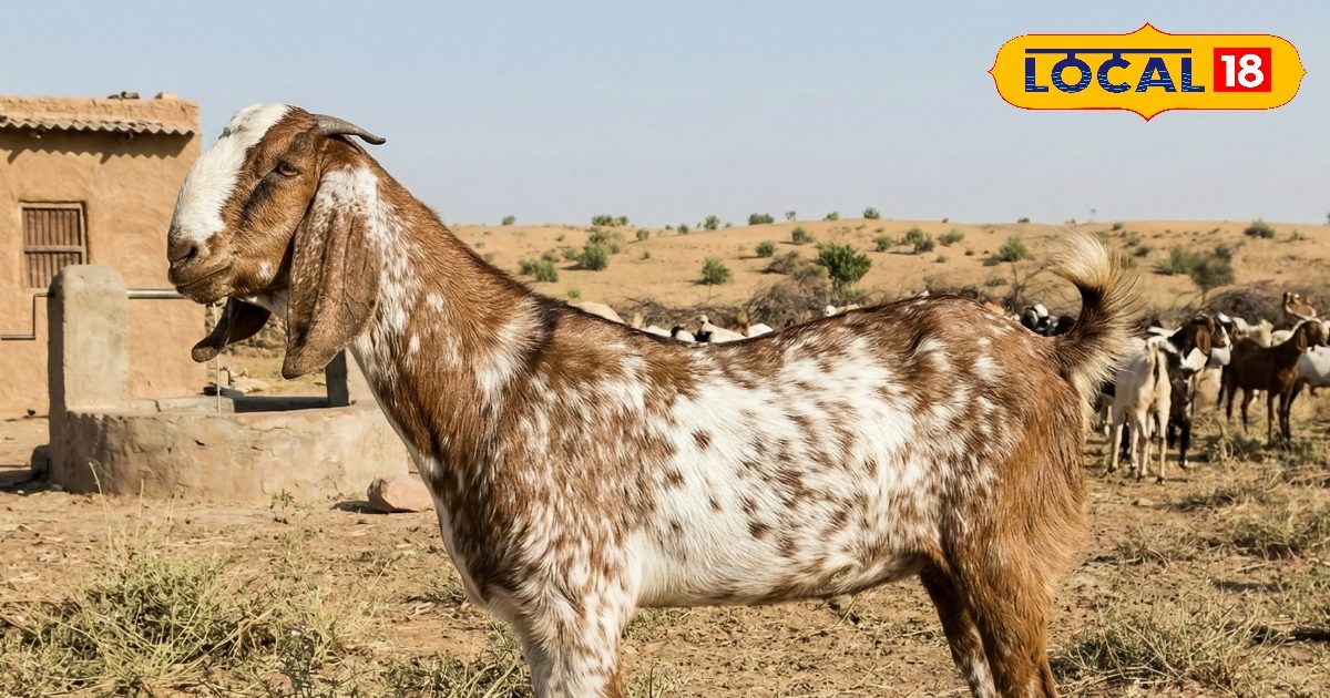 Demand for Sirohi bakra rises in Bihar UP benefits in milk and meat ...