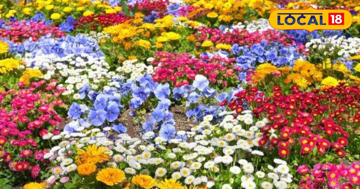 Gardening tips - Jharkhand News - News18 हिंदी