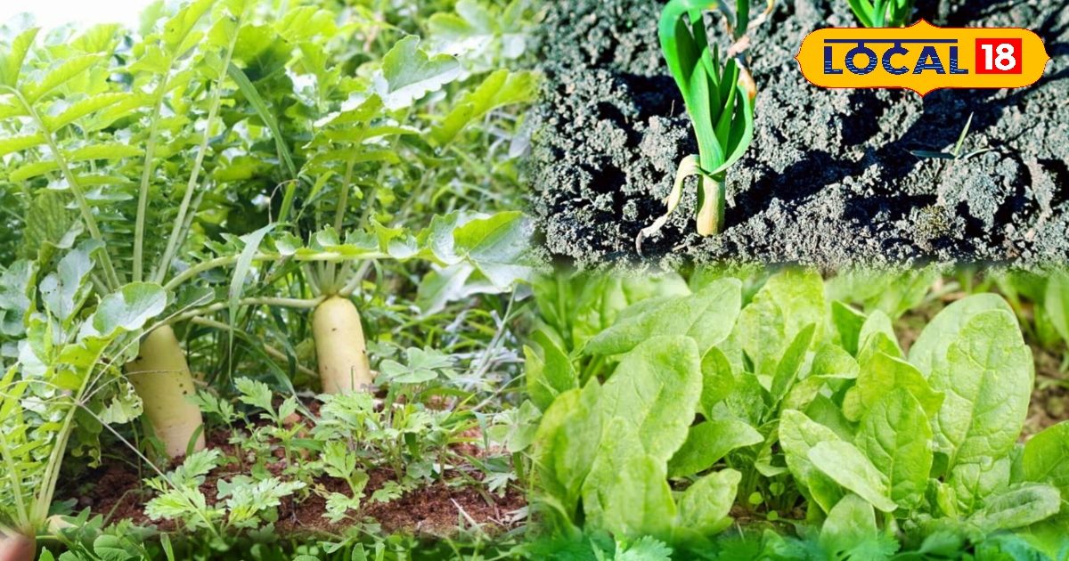 Gardening tips winter | winter vegetable plants home | kitchen garden ...