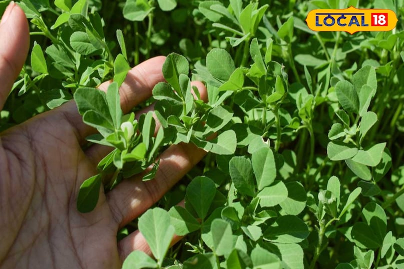 Gardening tips winter | winter vegetable plants home | kitchen garden ...