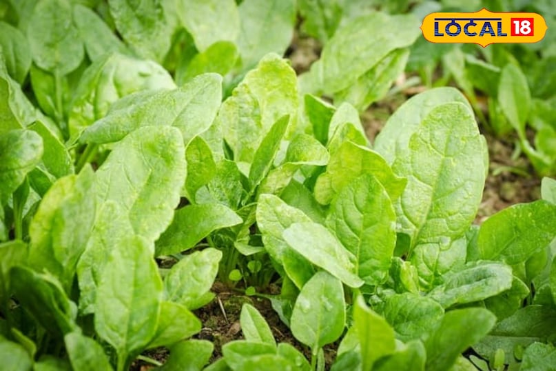 Gardening tips winter | winter vegetable plants home | kitchen garden ...