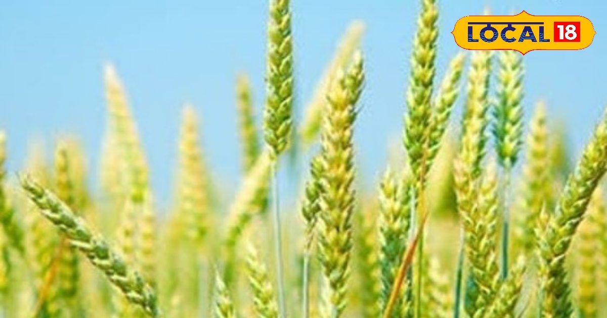 गेहूं की खेतों में सफेद धब्बों का रहस्य, किसानों की बढ़ती चिंता, जानिए ...