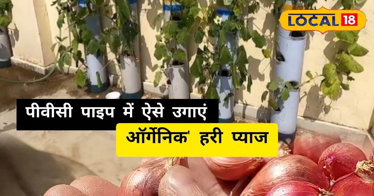 पीवीसी पाइप में हरी प्याज कैसे उगाएं | How to Grow Spring Onion in PVC ...