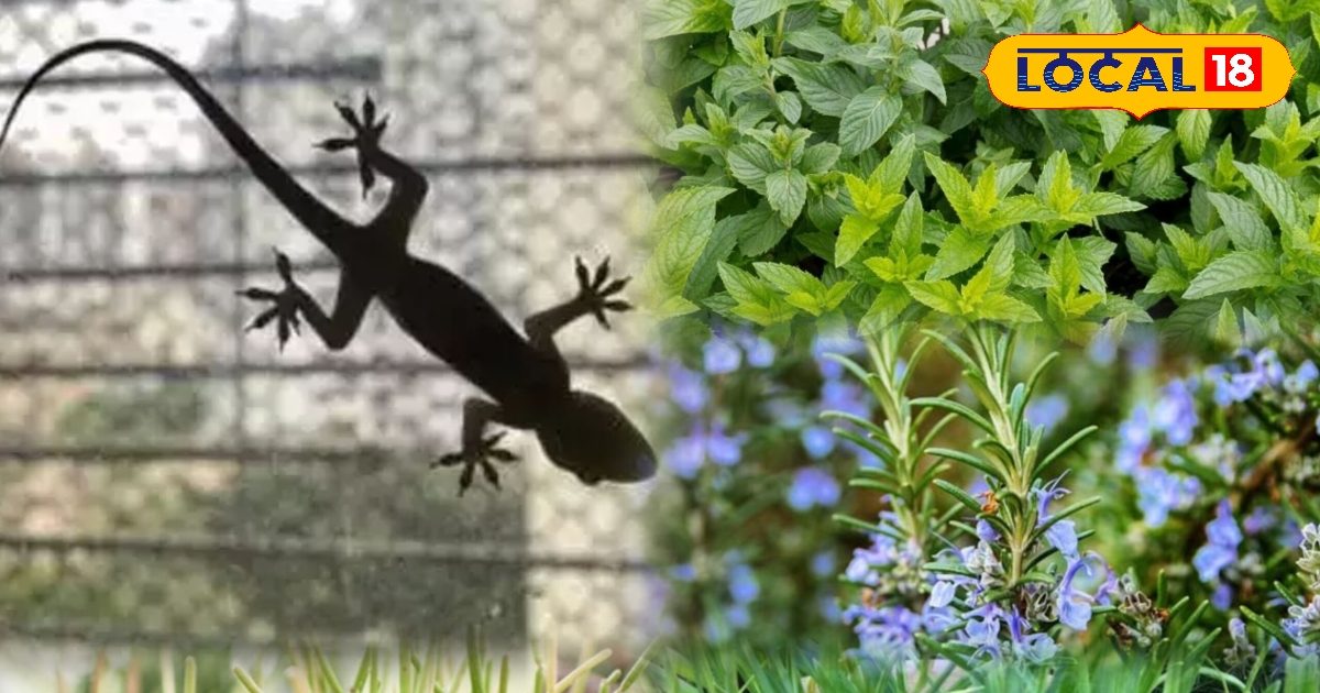 Lizard Repellent Plants | Plants to Get Rid of Lizards | Kitchen Garden ...