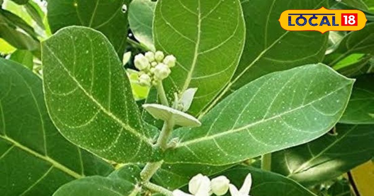 calotropis-plant-grows-by-roadside-treasure-trove-of-medicinal ...