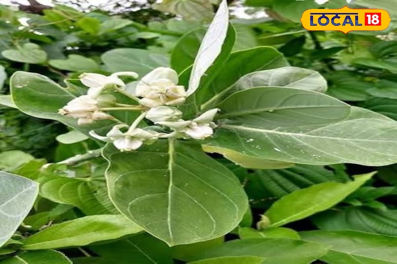 calotropis-plant-grows-by-roadside-treasure-trove-of-medicinal ...