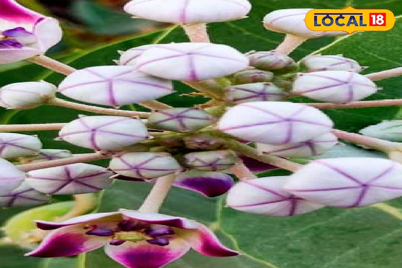 calotropis-plant-grows-by-roadside-treasure-trove-of-medicinal ...