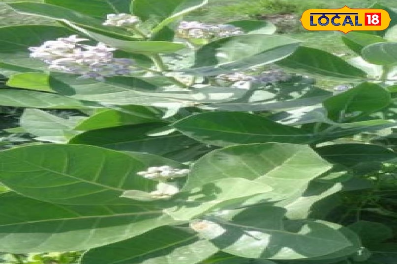 calotropis-plant-grows-by-roadside-treasure-trove-of-medicinal ...