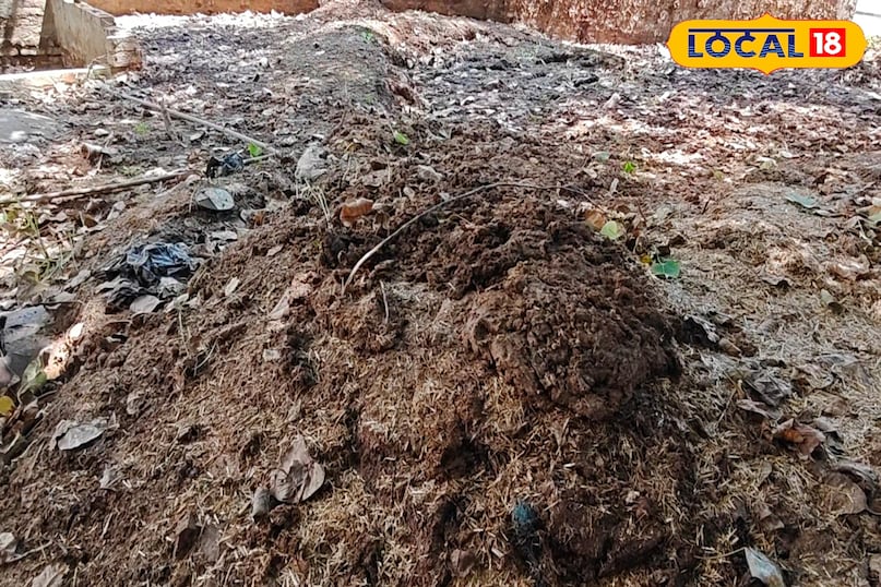 Organic Fertilizer: बिना खर्च 30 से 40 दिन में तैयार करें शक्तिशाली ...