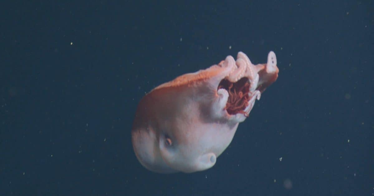 Seven Arm Rare Octopus Video | Mystery of the Sea- 7 हाथ, लंबाई 13 फीट ...