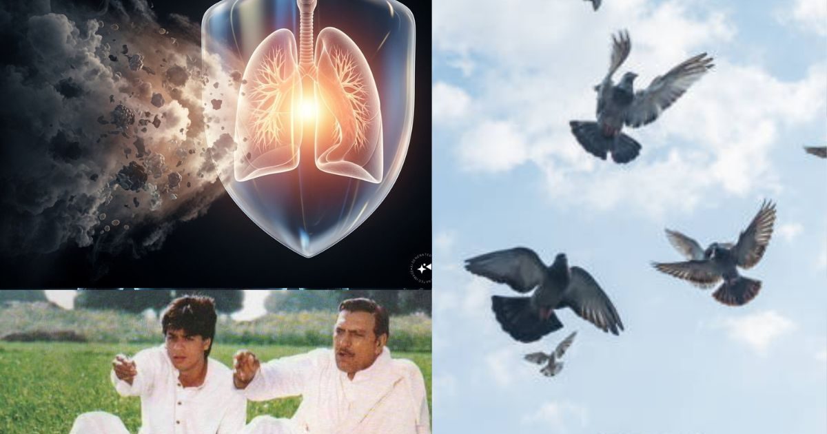 pigeon droppings feathers causing lung Diseases infection| कबूतरों से ...
