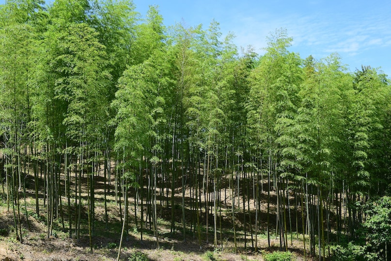 City of Bamboo : देश में किसे कहा जाता है बांसों का शहर, क्या यहां ...