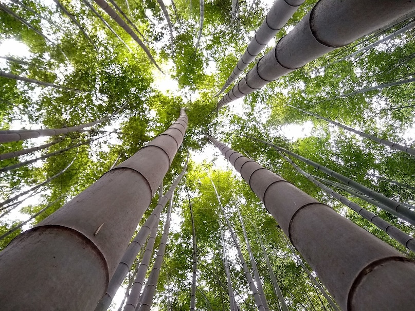 City of Bamboo : देश में किसे कहा जाता है बांसों का शहर, क्या यहां ...