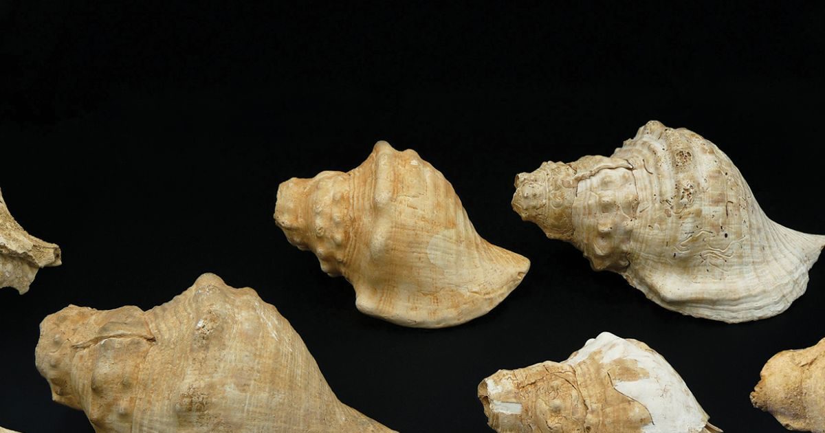 6000 Year Old Shells Revived By Spanish Scientists | 6000 साल पुराने इन ...