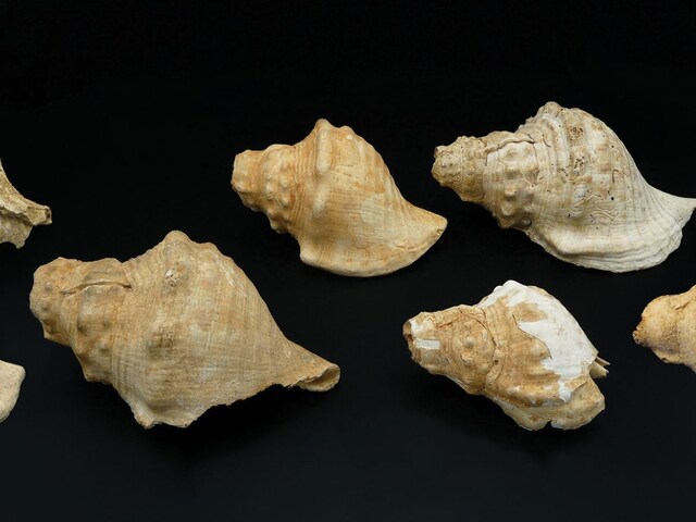6000 Year Old Shells Revived By Spanish Scientists | 6000 साल पुराने इन ...