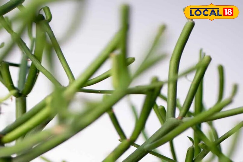 Pencil plant gardening tips | pencil plant care at home | kitchen ...